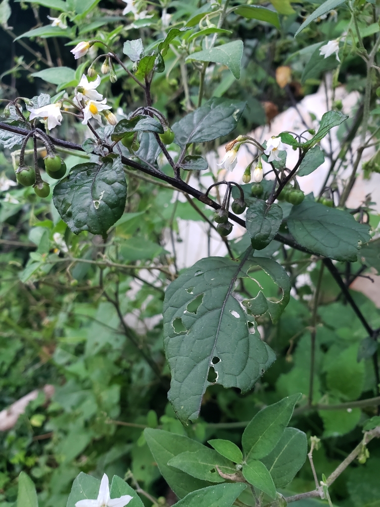 black nightshade from Karori, Wellington, New Zealand on April 30, 2022 ...