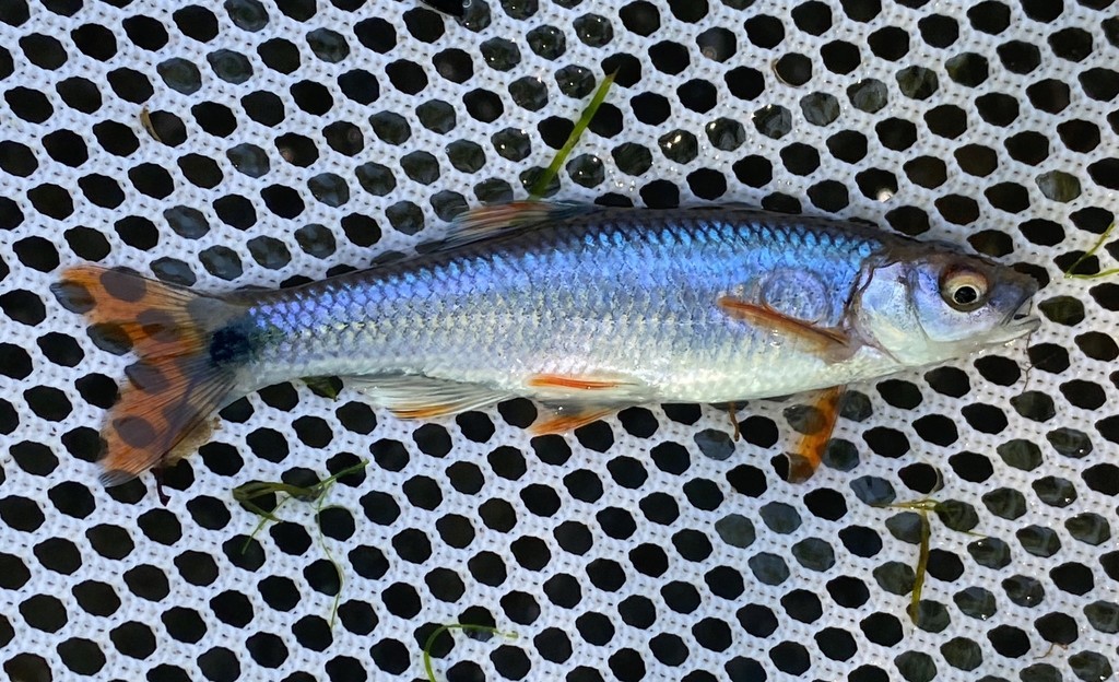 Alabama Shiner from Terrapin Creek, along Co. Rd. 175, Cherokee County ...