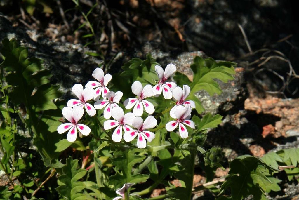 Pelargonium pulchellum from 10 km north Komaggas: 10 km north Komaggas ...