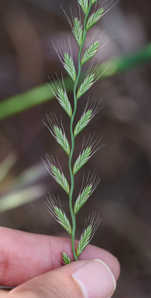 Italiaans raaigras (Plantenkennis: grasachtigen) · iNaturalist