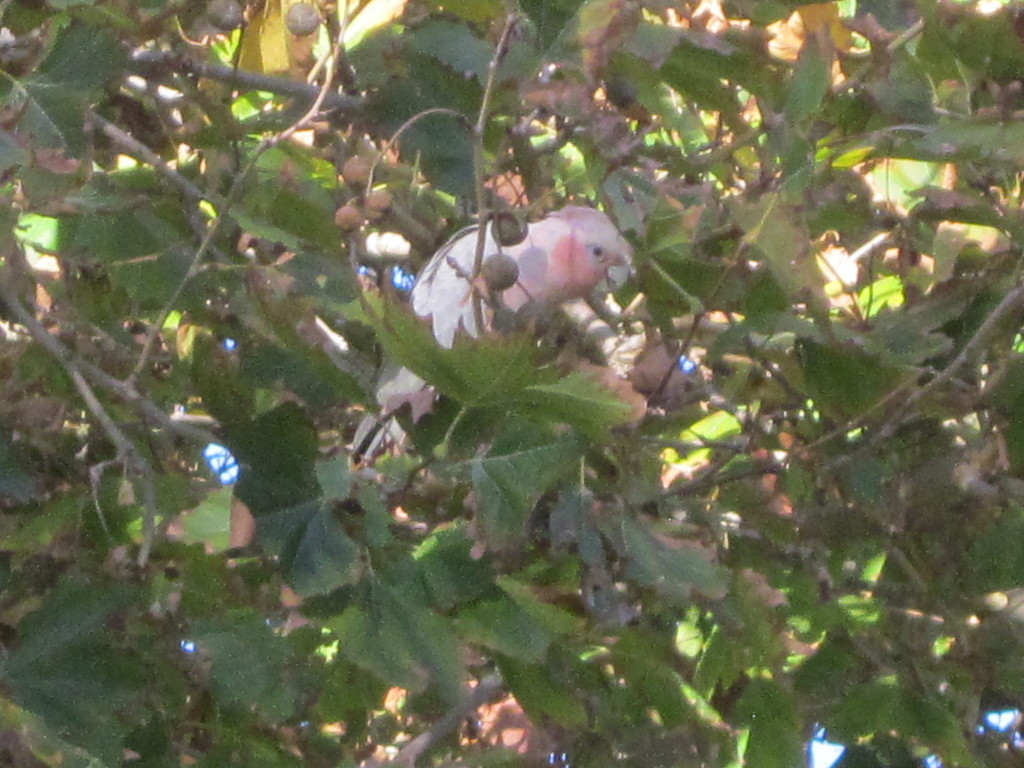 Little Corella × Galah from Albany WA 6330, Australia on April 30, 2022 ...