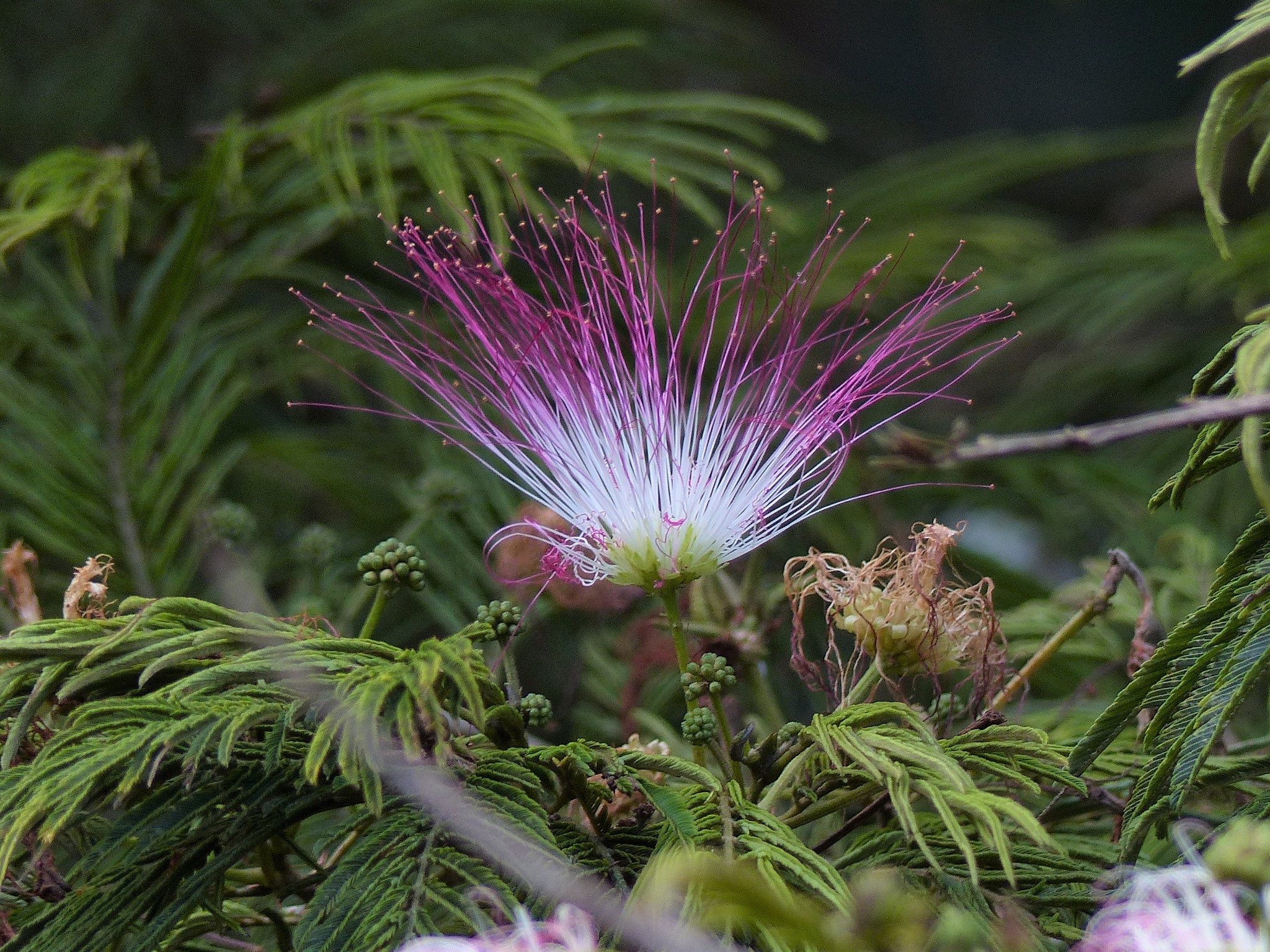 Calliandra pittieri Standl.
