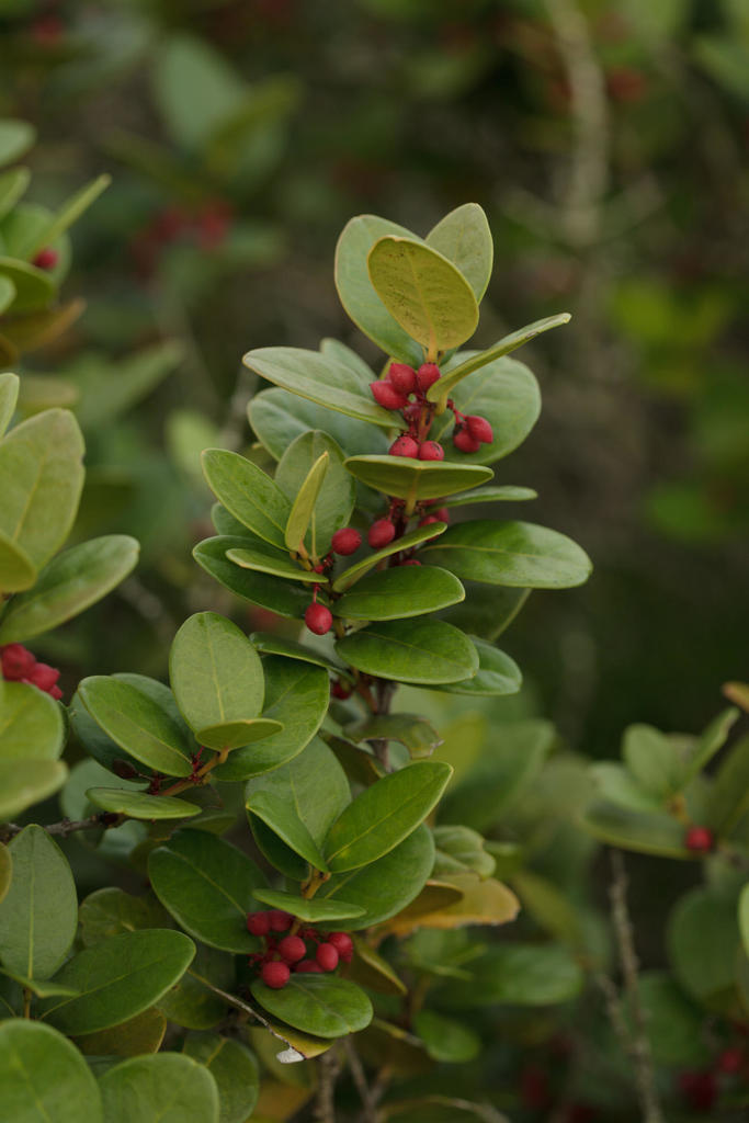 Bittersweet Cherry (Trees of the Cape Peninsula) · BioDiversity4All
