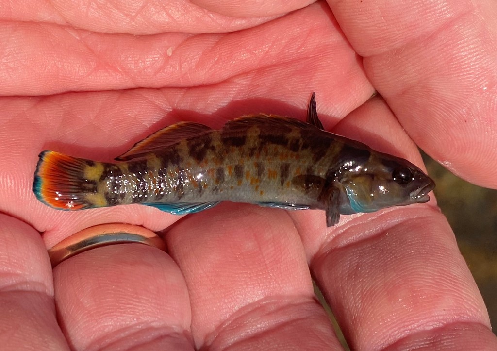 Greenbreast Darter from Terrapin Creek, along Co. Rd. 175,Cherokee ...