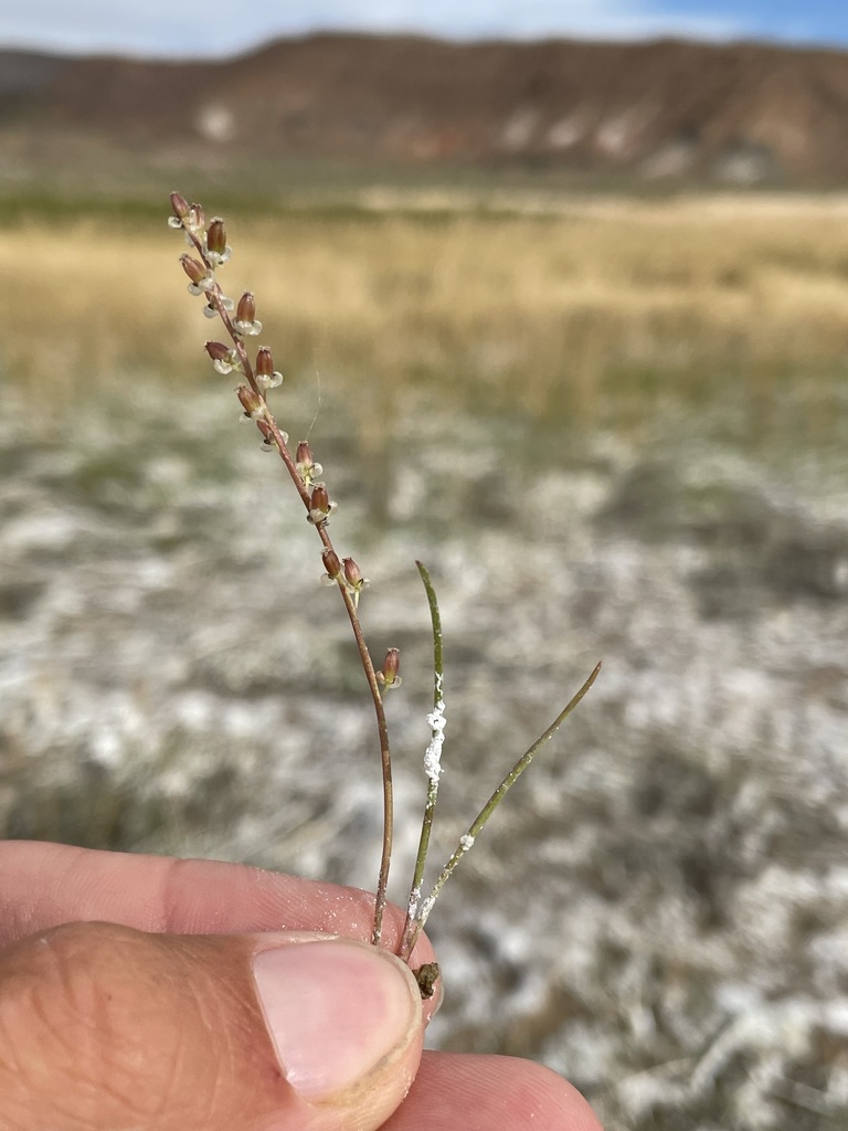 common arrowgrass from Esmeralda, Nevada, United States on April 29 ...