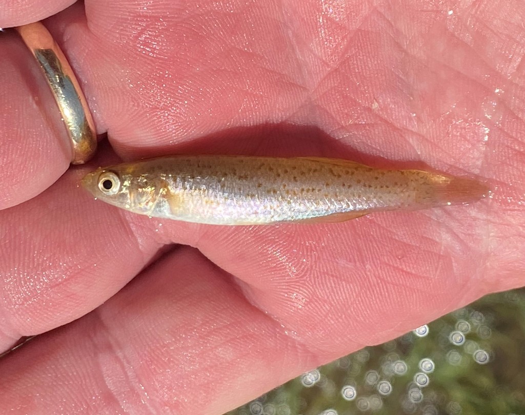 Southern Studfish from Terrapin Creek, along Co. Rd. 175, Cherokee ...