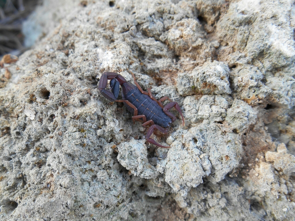 Slender Brown Scorpion on December 21, 2013 at 04:58 AM by L.J ...