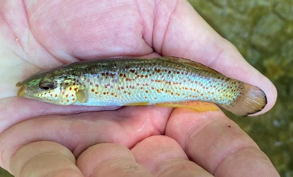 Southern Studfish from Terrapin Creek, along Co. Rd. 175, Cherokee ...