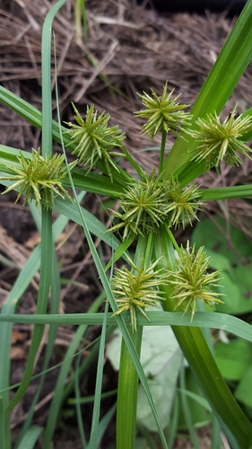 Cyperus luteus · iNaturalist