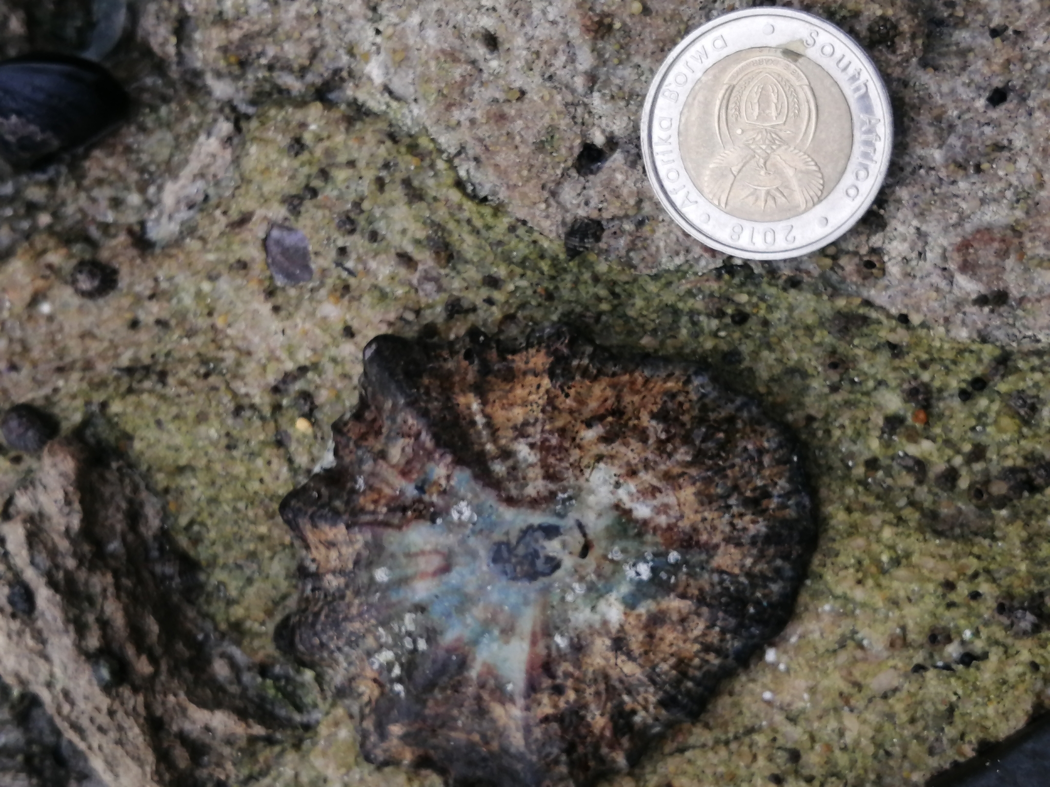 Cymbula oculus (Born, 1778)