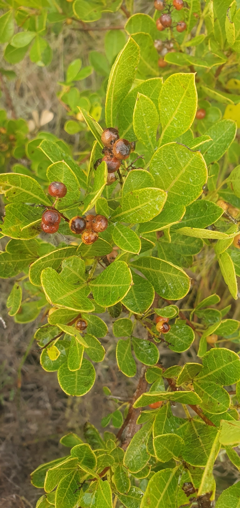 Searsia laevigata (L.) F.A.Barkley
