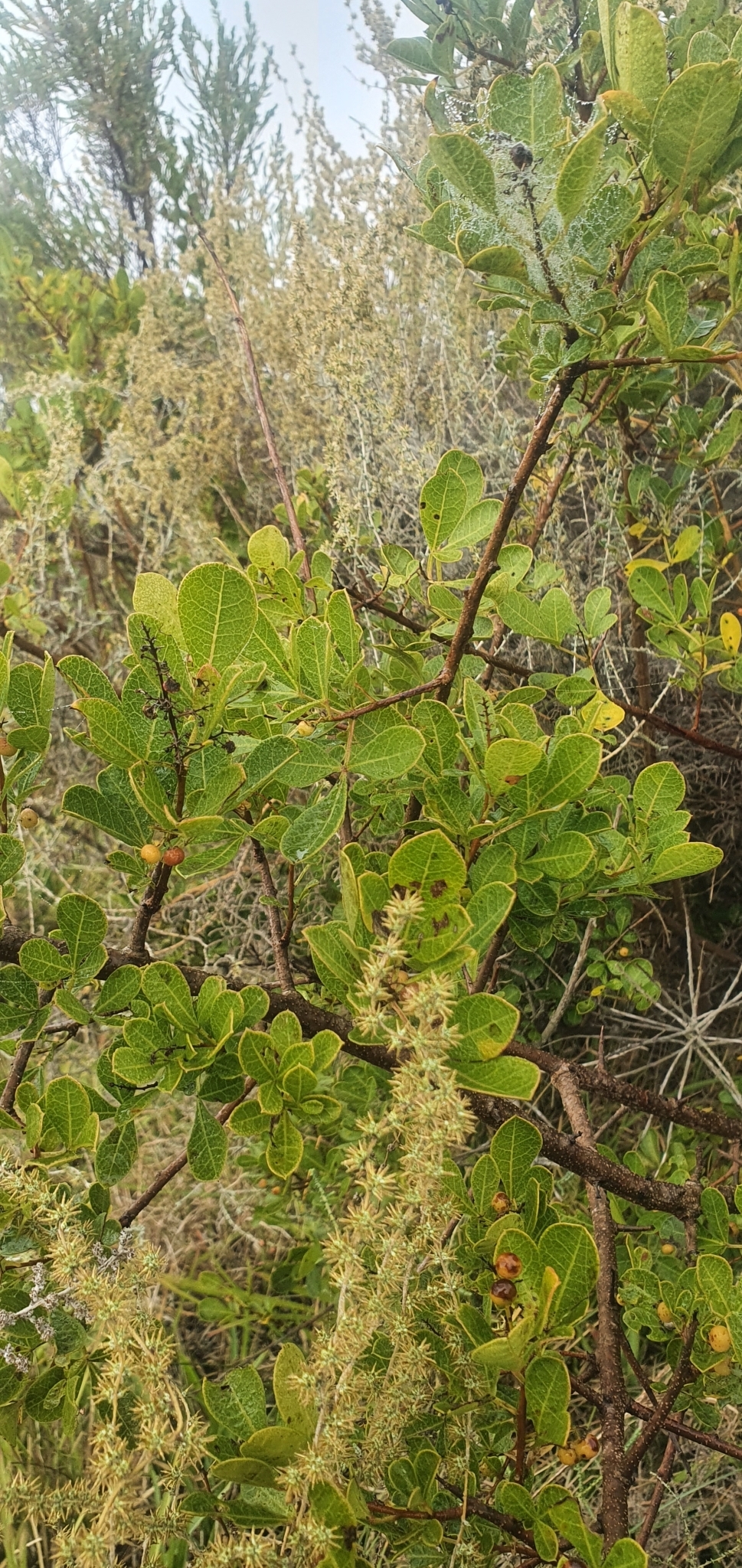 Searsia laevigata (L.) F.A.Barkley