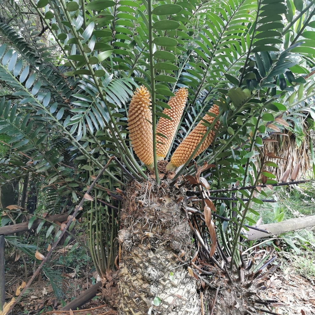 Natal Giant Cycad (Encephalartos natalensis) - Botanical Realm