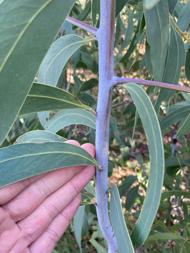 Large-leaf Hickory-wattle (Acacia falciformis) - Botanical Realm