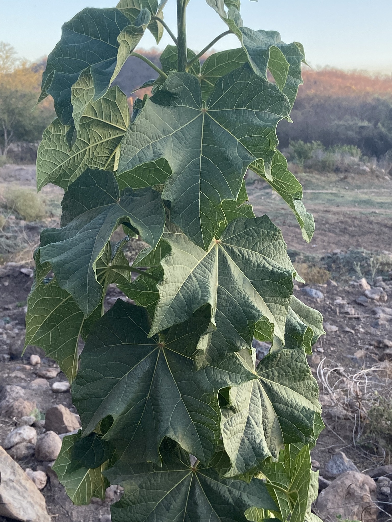 Jatropha curcas L.