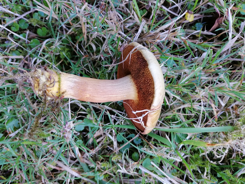Peppery Bolete in April 2019 by rmegerman · iNaturalist