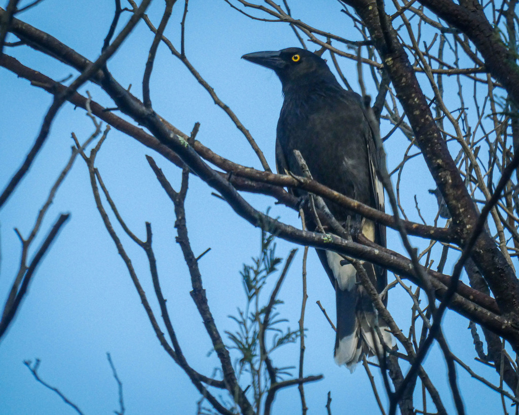 Pied Currawong from Blackburn Lake Sanctuary VIC 3130, Australia on ...