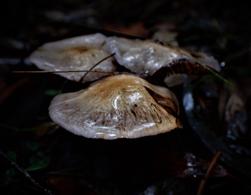 elegant blue webcap from Strickland State Forest, Somersby NSW ...