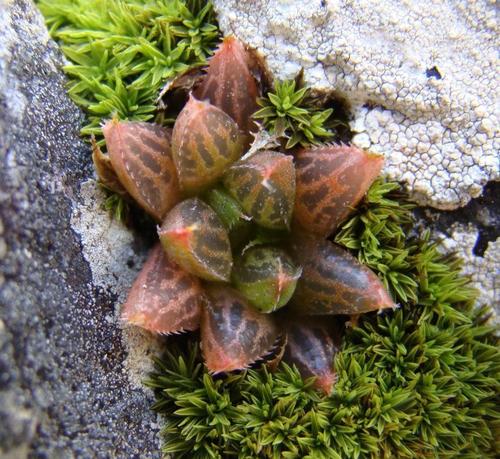 Variety Haworthia mirabilis consanguinea · iNaturalist