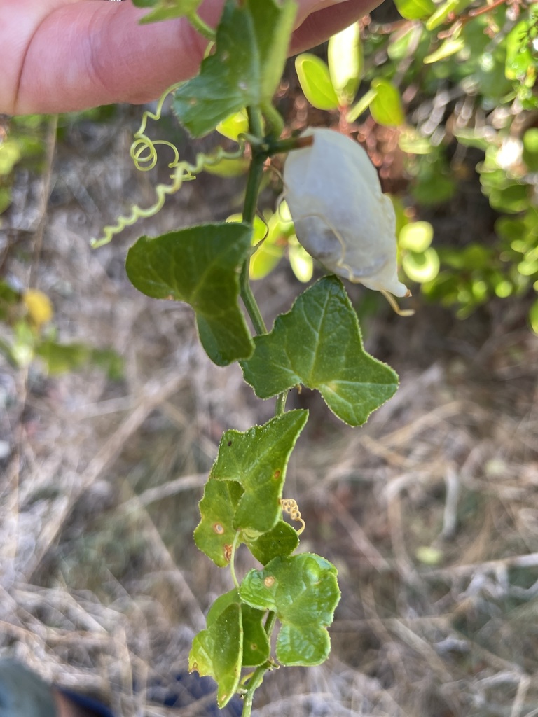 Porcupine Potato from Lighthouse Road, Cape Point, WC, ZA on April 30 ...