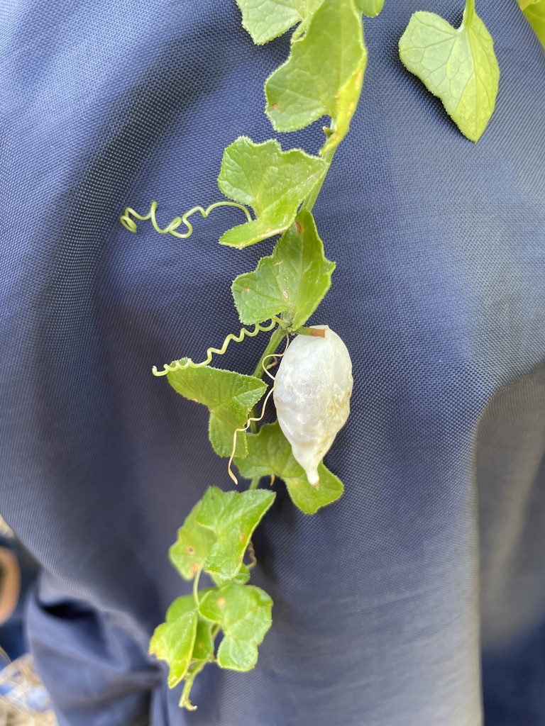 Porcupine Potato from Soetwater Road, Cape Point, WC, ZA on April 30 ...