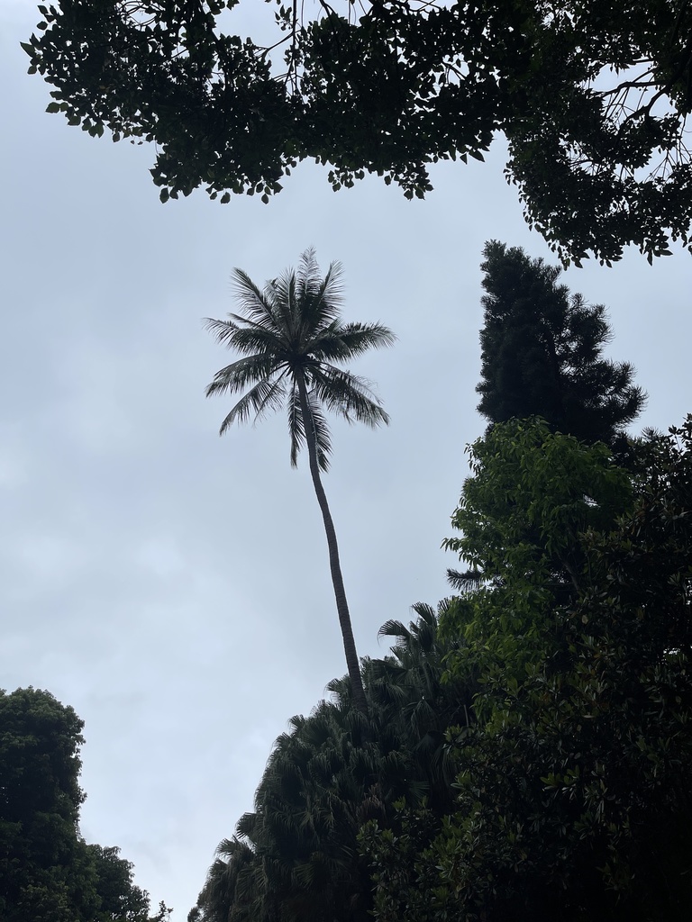 coconut palm from Central Kwai Chung Park, Kwai Chung, New Territories ...