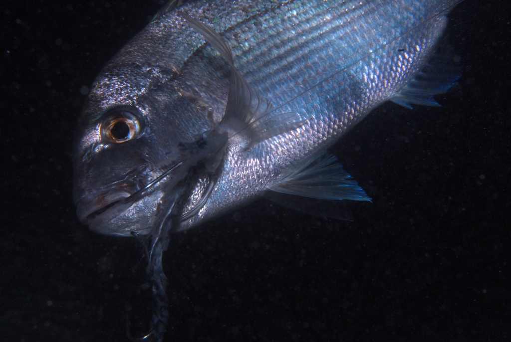 Australasian Snapper from South Australia, Australia on March 20, 2011 ...