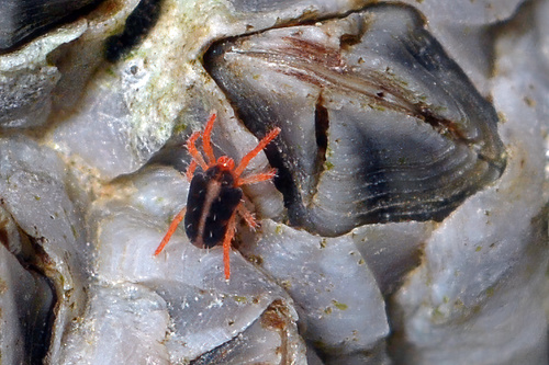 Halotydeus hydrodromus · iNaturalist