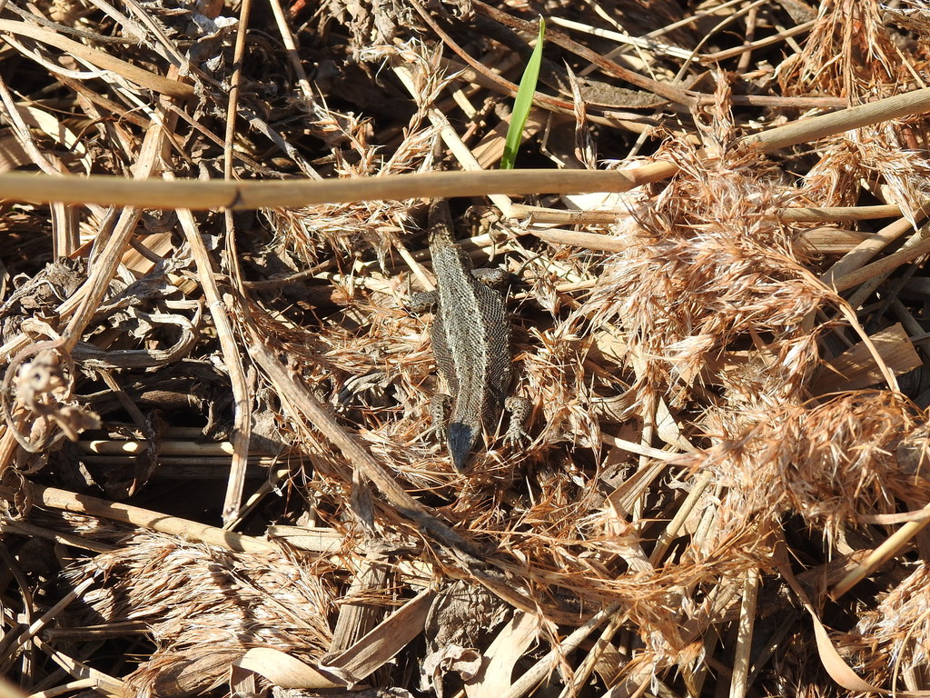 Viviparous Lizard from Ekaterinburg gorsovet, Sverdlovsk, Russia on ...