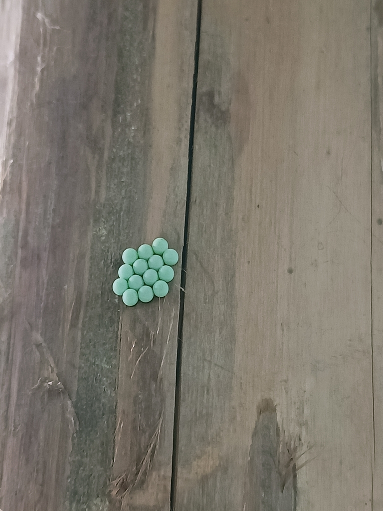 Lychee Stink Bug from 423台灣台中市東勢區東新里 on April 30, 2022 at 05:15 PM by ...