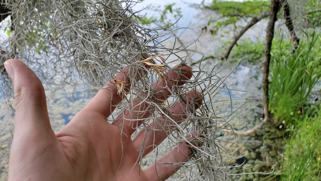 Spanish moss from Livingston, AL, USA on April 29, 2022 at 12:49 PM by ...