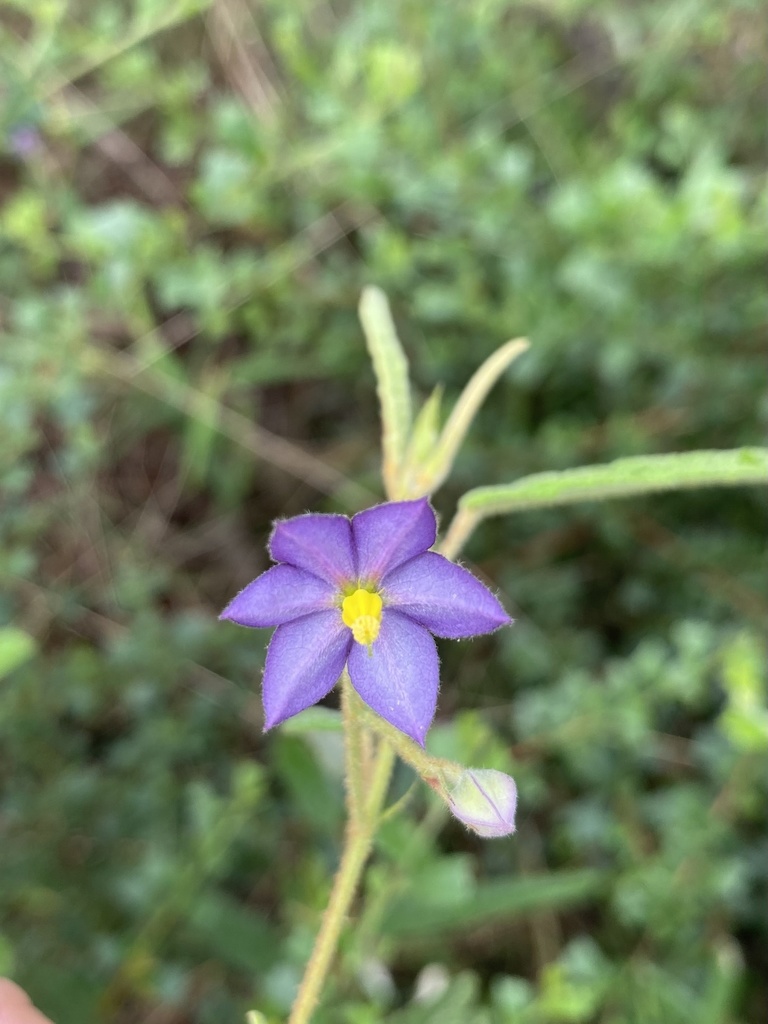 Inland Velvet-flower (Seringia corollata) - Botanical Realm