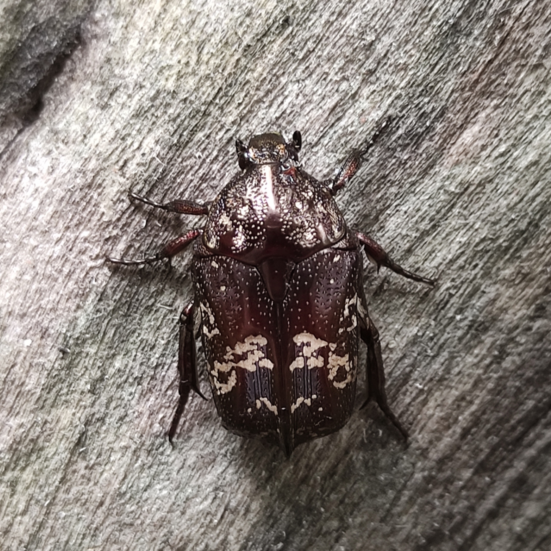 Protaetia acuminata (Fabricius, 1775)