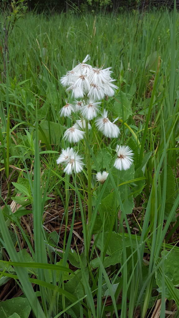 Arrowleaf Sweet Coltsfoot from Itasca County, MN, USA on May 31, 2018 ...