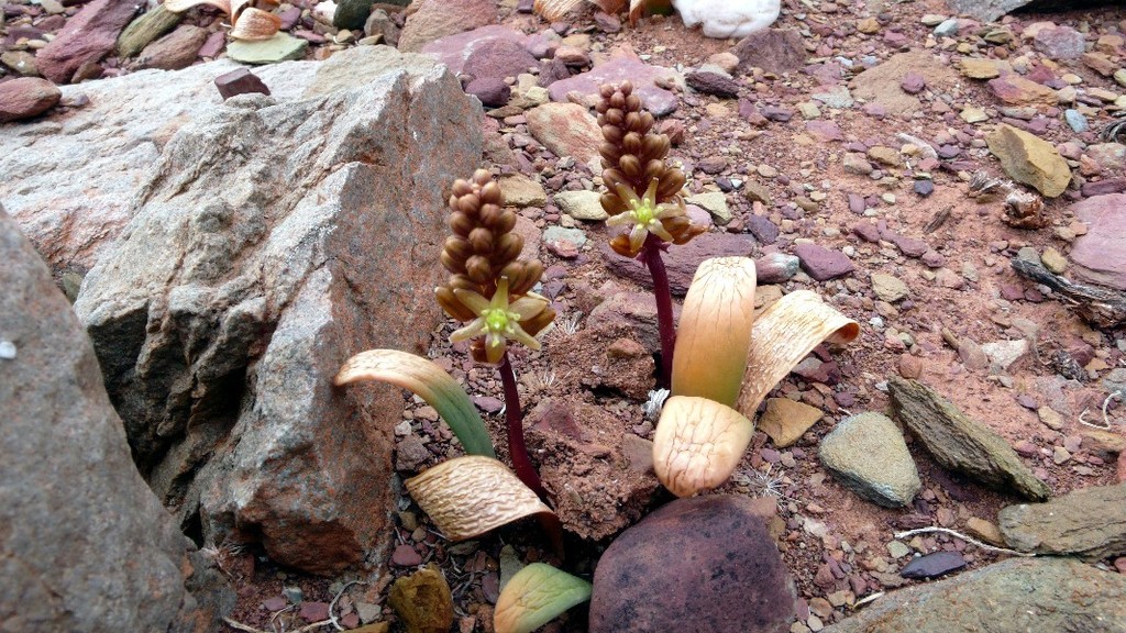 (Austronea densiflora) - Botanical Realm