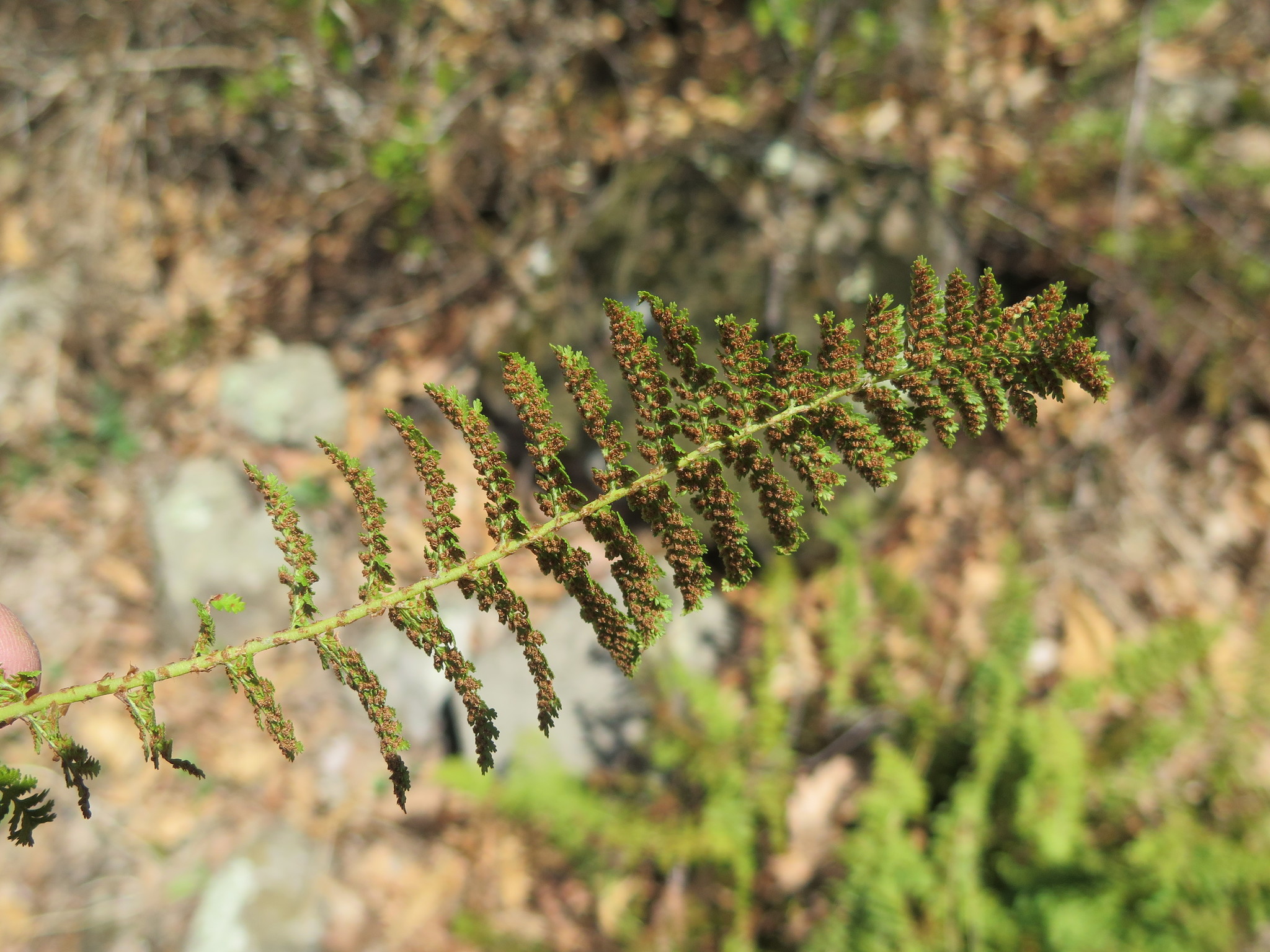 Dryopteris fragrans (L.) Schott