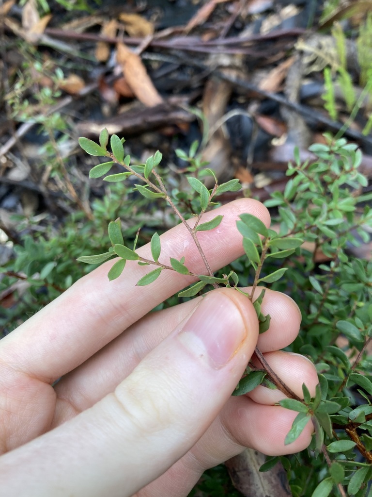 dicots from Royal National Park NSW 2233, Australia on April 30, 2022 ...