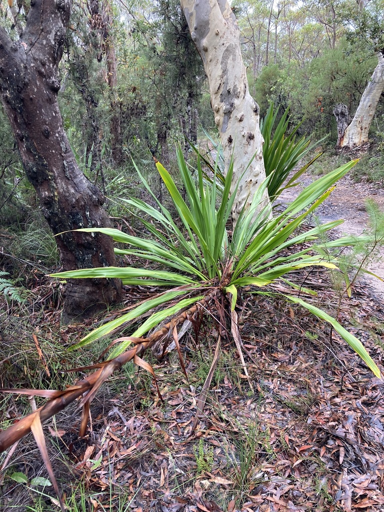 spear lilies (Doryanthes) - Botanical Realm