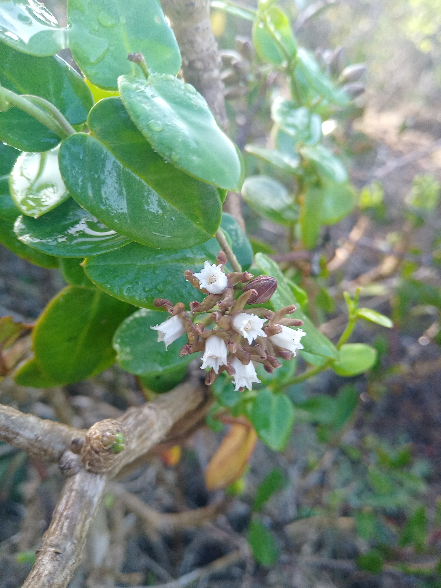 Cynanchum africanum (L.) Hoffmanns.