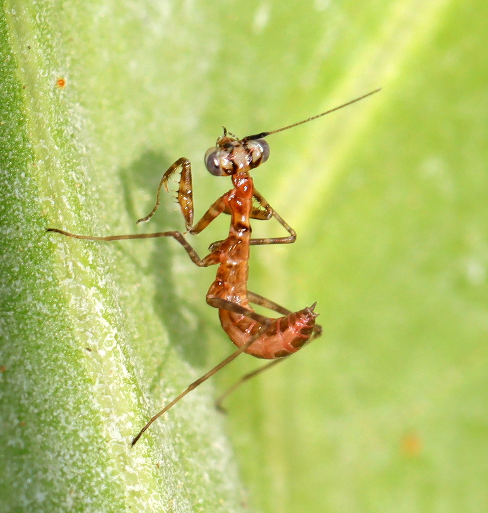 South African Mantis from Riebeeck West, South Africa on April 30, 2022 ...