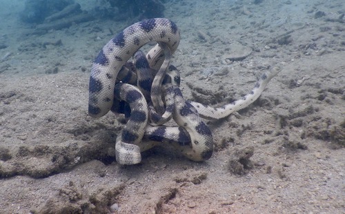 Olive-headed Sea Snake (Hydrophis major) - Snakes and Lizards