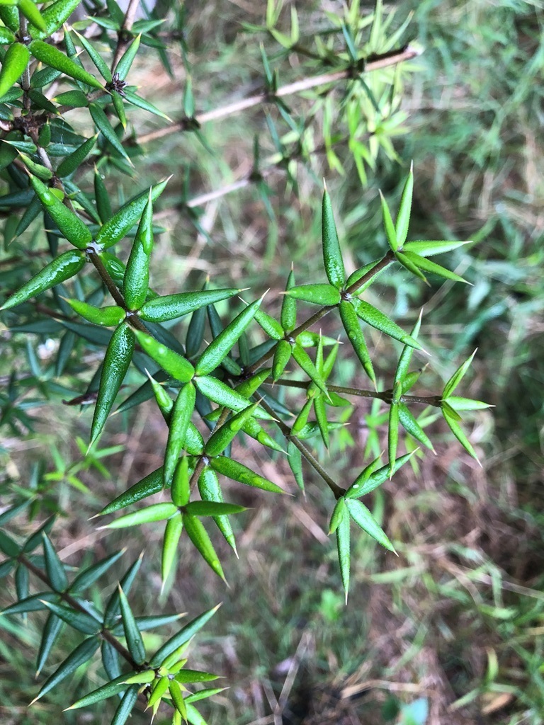 Chain Fruit from Stockyard QLD 4344, Australia on April 30, 2022 at 09: ...