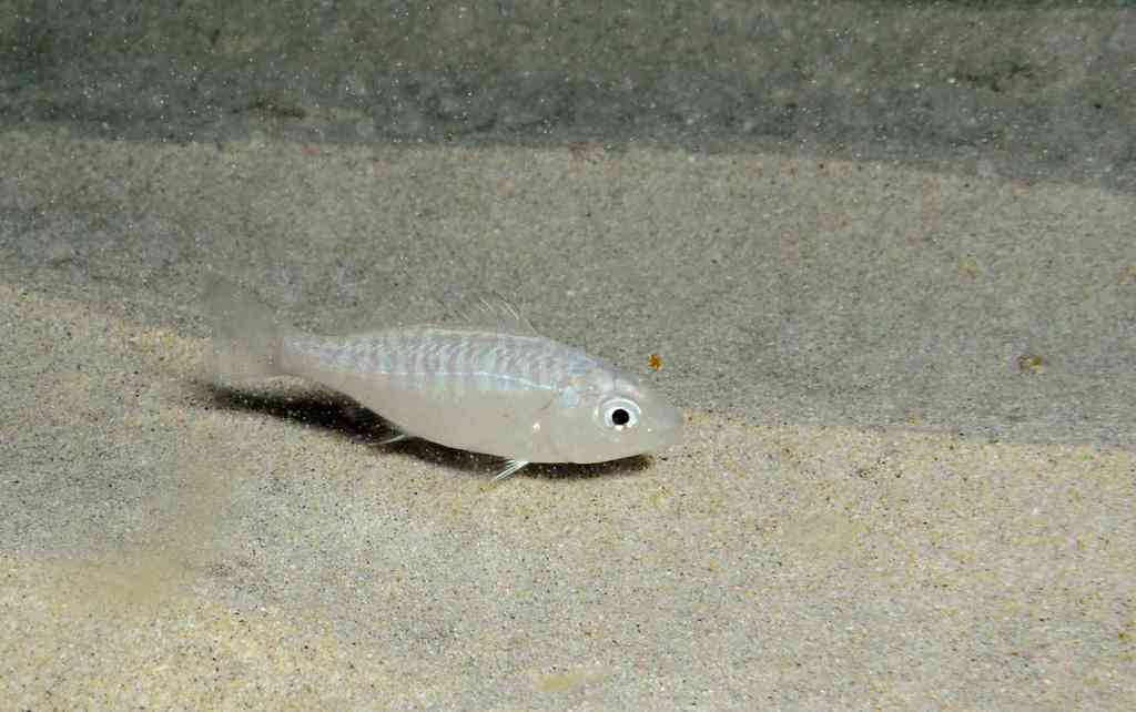 Silverbiddies (Gerres) - Marine Life Identification