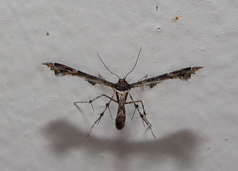 Grape Plume Moth from Witta QLD 4552, Australia on April 27, 2022 at 07 ...