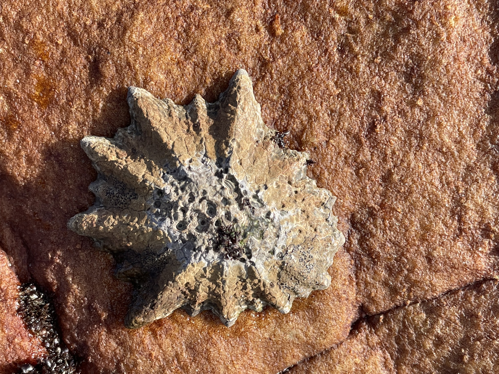 Cymbula oculus (Born, 1778)