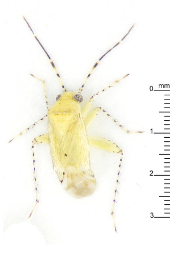 Opuna annulata · iNaturalist