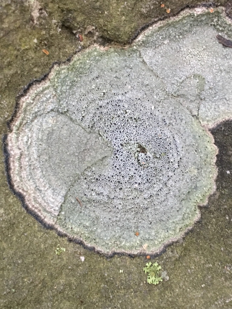 Fungi Including Lichens from Crooked Creek Lake Park, Ford City, PA, US ...