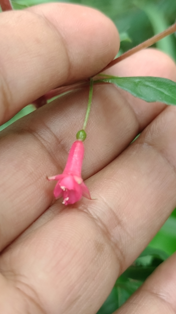 Fuchsia microphylla quercetorum from Ojo de Agua, 29216 San Cristóbal ...