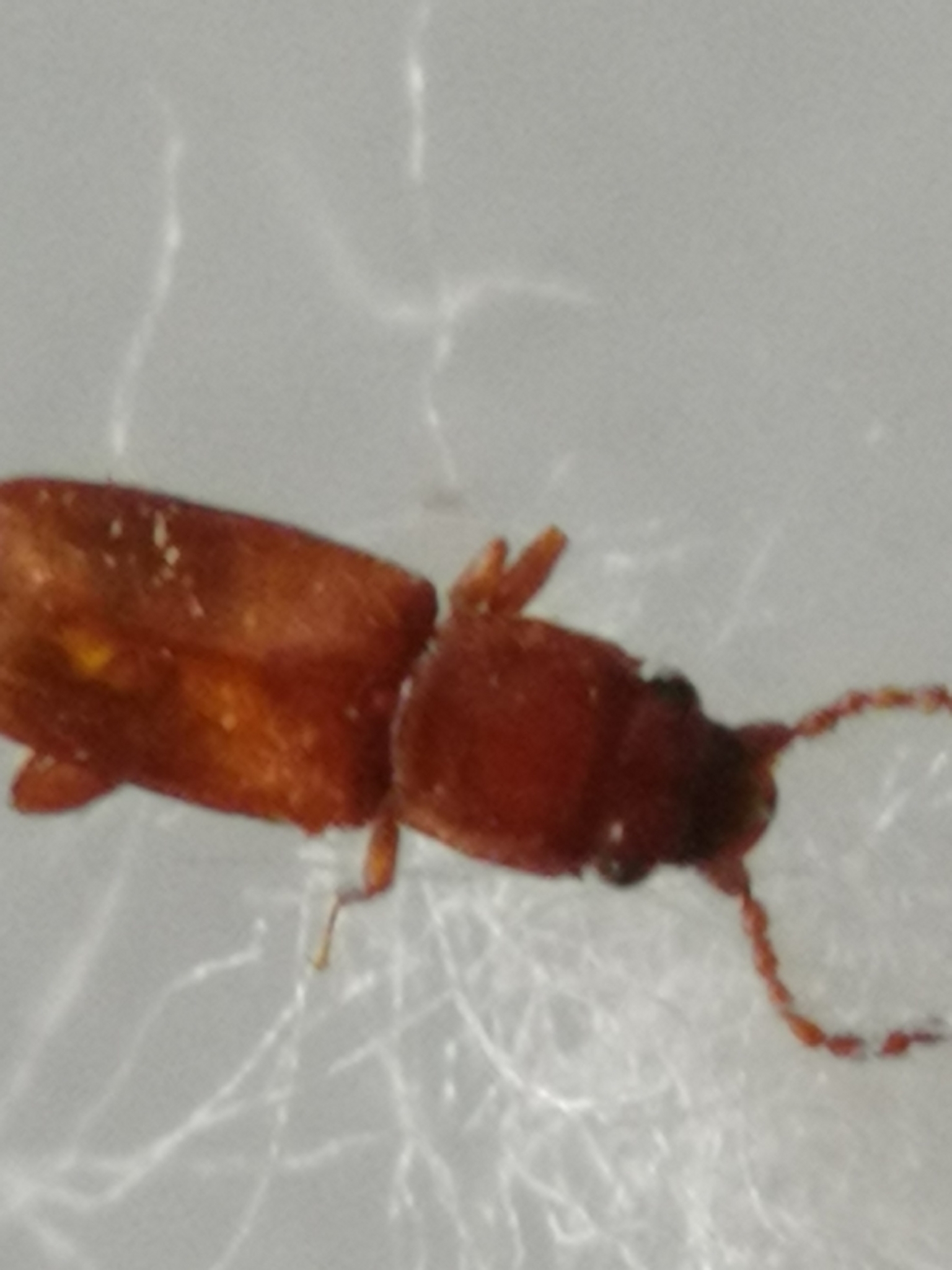 Placonotus MacLeay, 1871