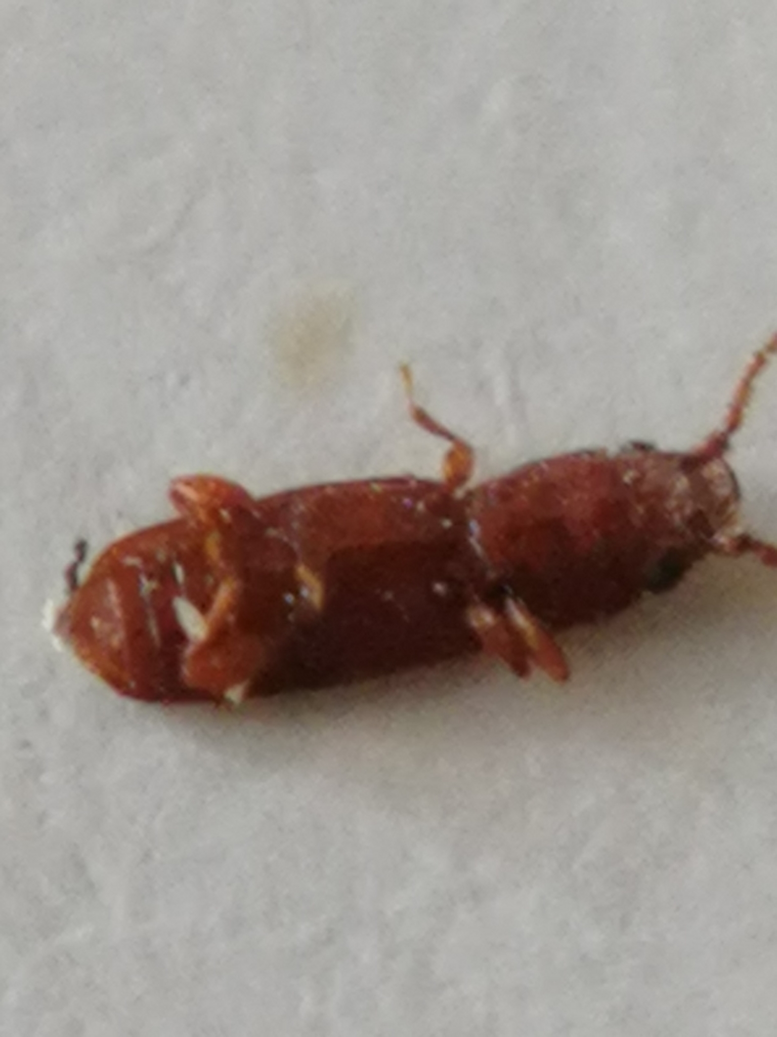 Placonotus MacLeay, 1871